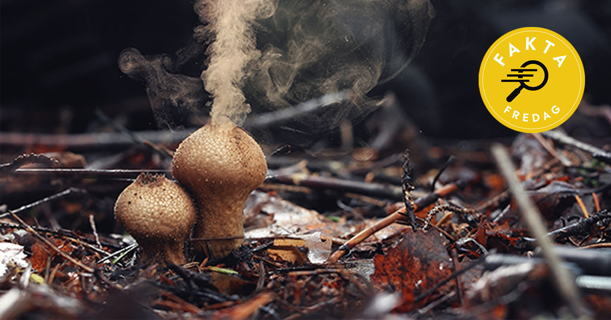 Fungifakta – 3 saker du inte visste om svamp - Bonnier Fakta