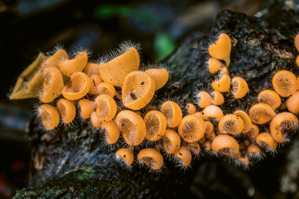 Fungifakta – 3 saker du inte visste om svamp - Bonnier Fakta