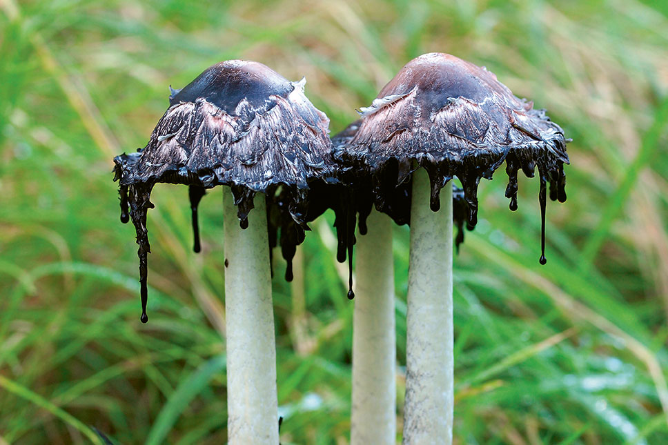 Fungifakta – 3 saker du inte visste om svamp - Bonnier Fakta